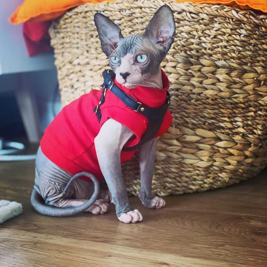 Black Retractable Cat Leash (5 m / 16 ft) – Supakit