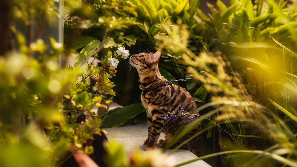 Supakit® - Designer Cat Collars & Cat Harnesses, Specially For Cats.