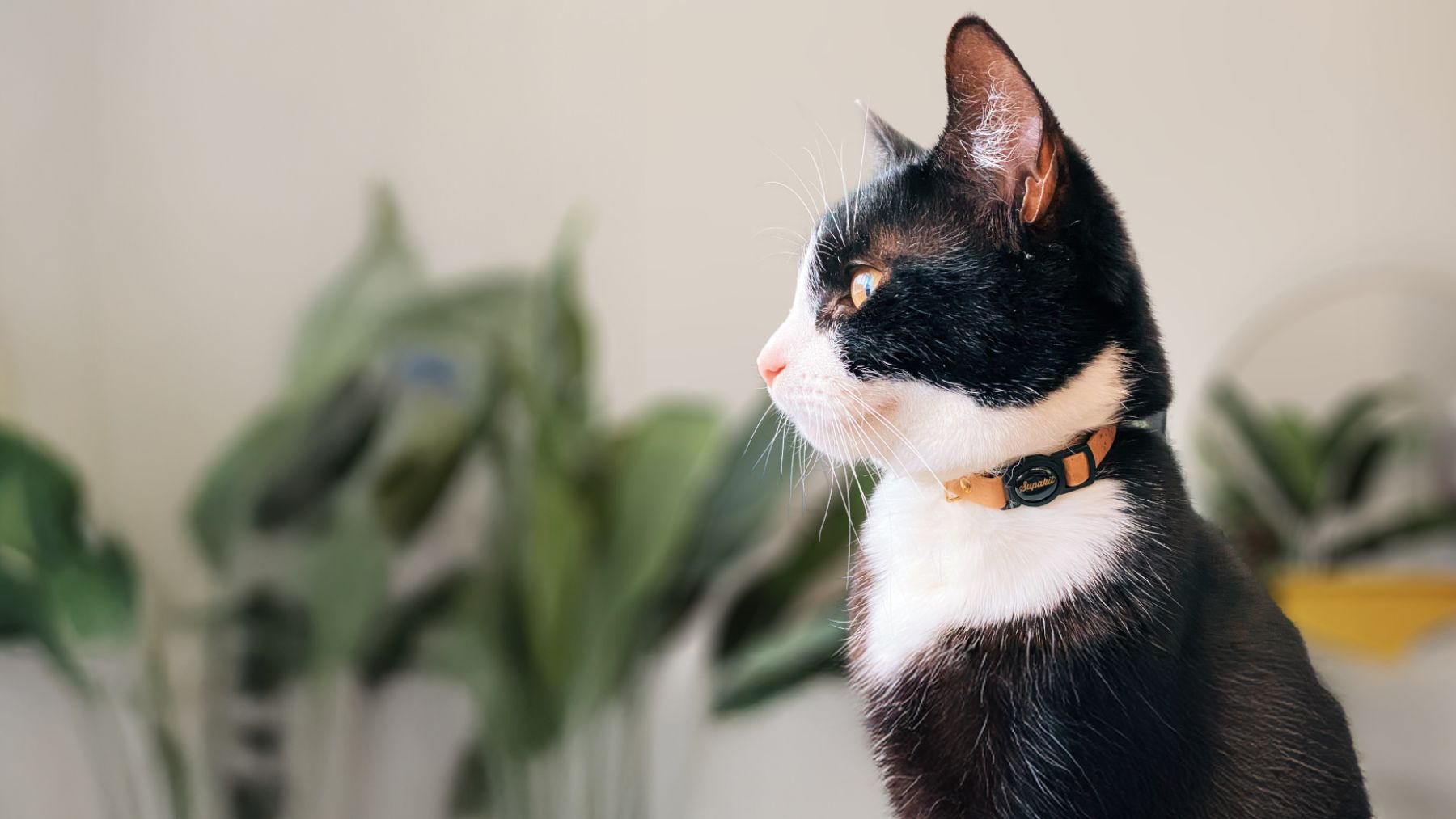 Supakit® - Designer Cat Collars & Cat Harnesses, Specially For Cats.