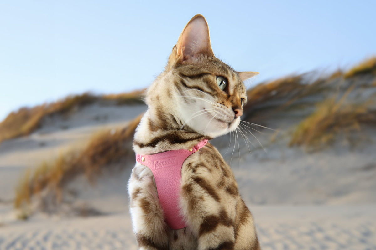 Supakit® - Designer Cat Collars & Cat Harnesses, Specially For Cats.