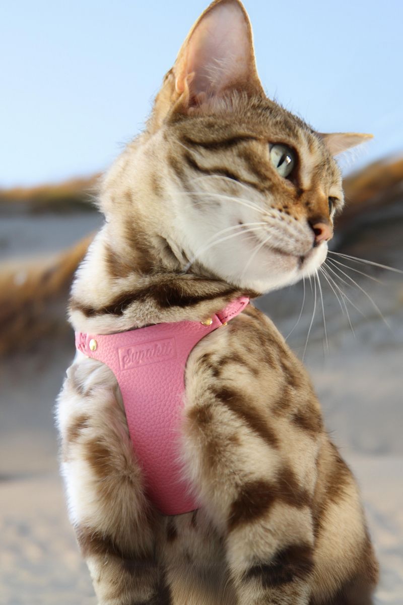 Supakit® - Designer Cat Collars & Cat Harnesses, Specially For Cats.