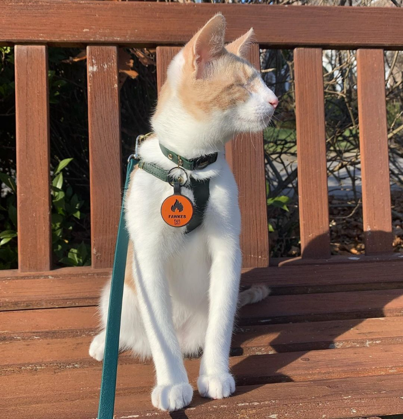 Breakaway Leather Cat Collars | Soft, Safe & Stylish – Supakit