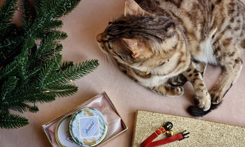 Supakit® - Designer Cat Collars & Cat Harnesses, Specially For Cats.